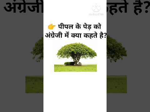 peepal tree #gkgs #shortvideo