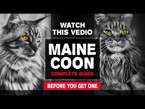 Maine Coon Cat - Everything you need to know
