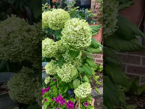 Late Summer Annabelle Hydrangea #gardening #bluebellrecipes