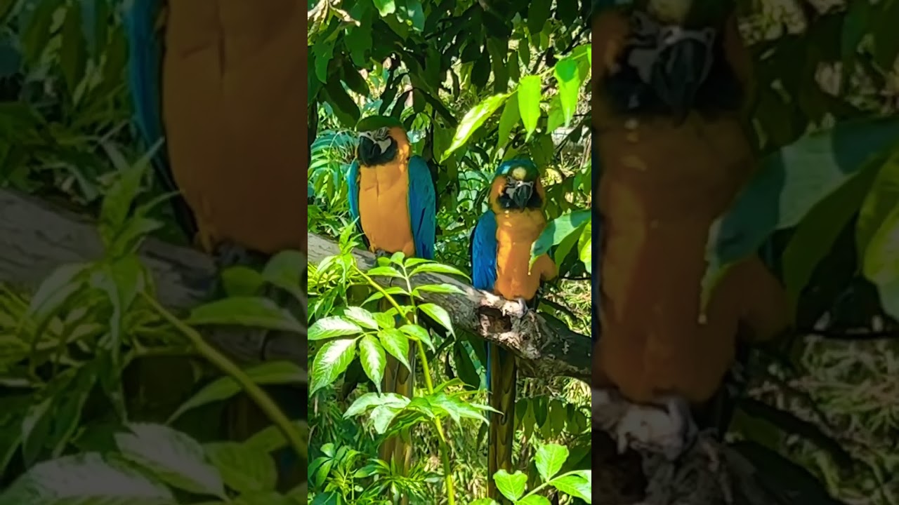 Perroquet Ara Bleu 🦜✈️ #animals #parrots #travel #nature #roadtrip #relaxation