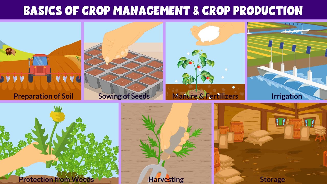 Basics of Crop Management and Production - Learning Junction