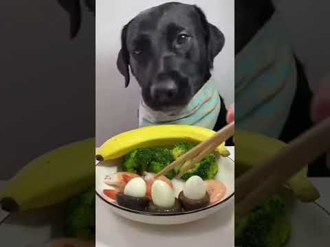 #dog #eating #food short video