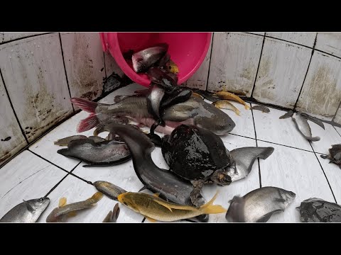 4K Ultra HD Shark Fish Tank Relaxing Unique Aquarium Ideas