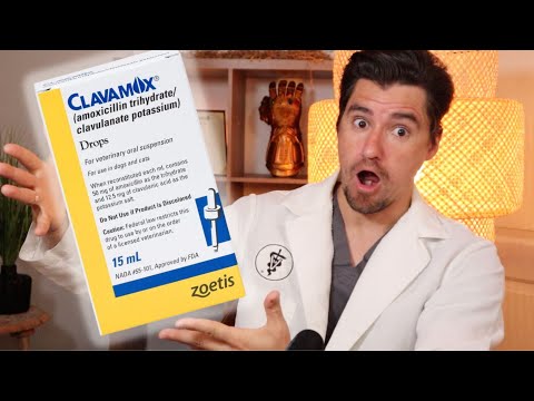 How Clavamox works in Dogs and Cats. Dr. Dan explains.