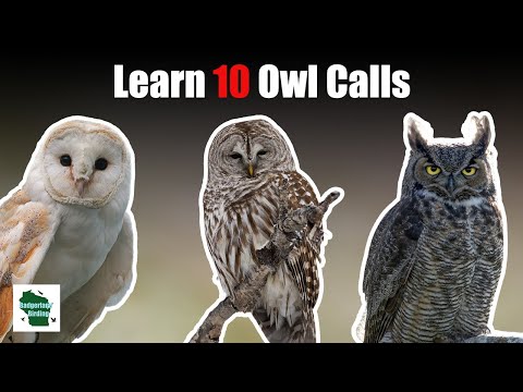 Learn 10 Common Owl Calls (Eastern United States)