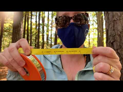 Forestry Tools - DBH Tape