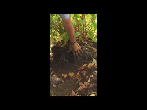 Annabelle Hydrangea Transplant