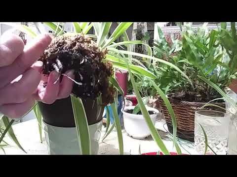 Spider Plant cutting off babies & Propagating & Care