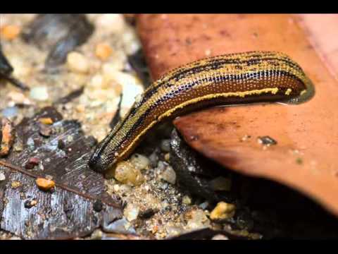 Animal Diversity (leeches)