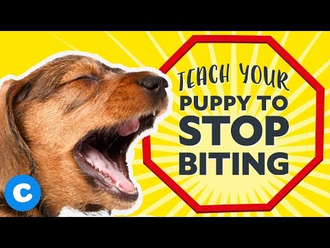 How to Stop Puppy Biting | Chewy