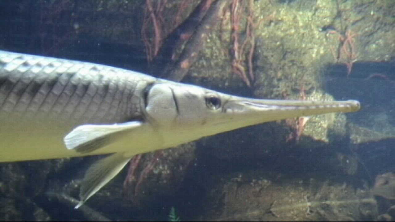 fish scales 2: cosmoid, ganoid scales