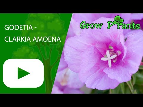 Godetia - Clarkia amoena