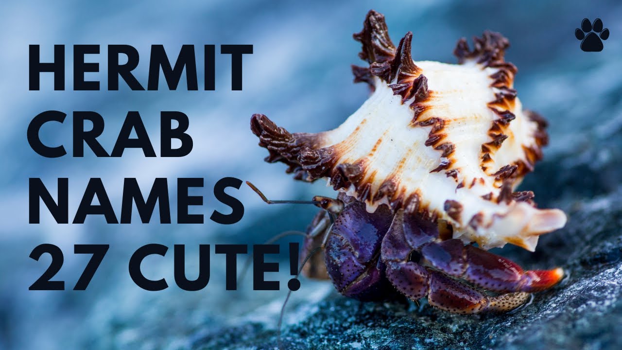 🦀 Hermit Crab Names 27 CUTE & BEST Ideas | Names
