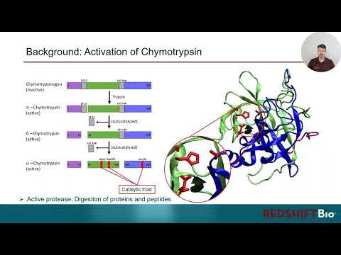 Behind the App Note - How structure relates to enzyme activity: α-Chymotrypsin vs Chymotrypsinogen