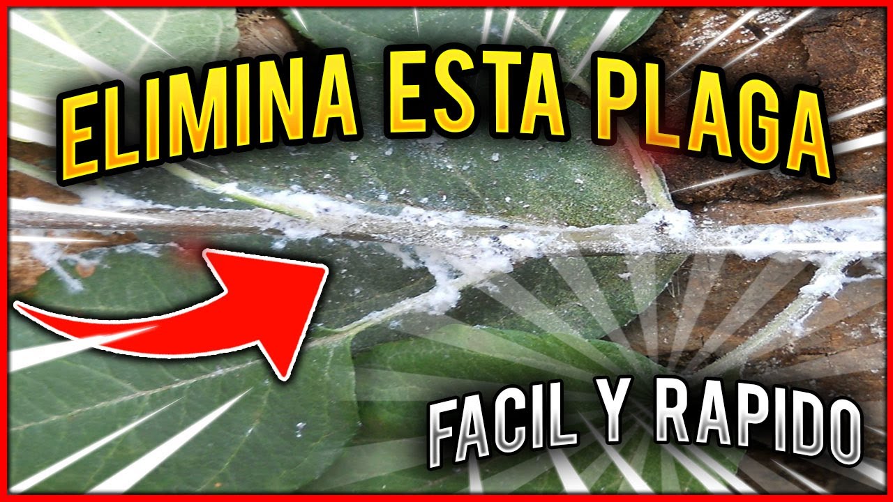 Guía Práctica para Eliminar el Pulgón Blanco en las Plantas de tu ...