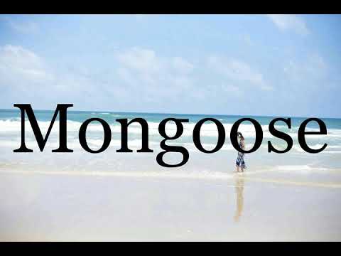 How To Pronounce Mongoose🌈🌈🌈🌈🌈🌈Pronunciation Of Mongoose