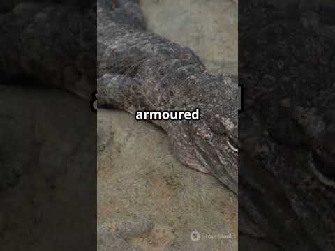 Alligators: The Living Dinosaurs #fascinatingwildlife #spiderspecies #venomouscreatures