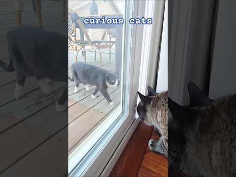 curious cats (outdoor cat meets indoor cat)