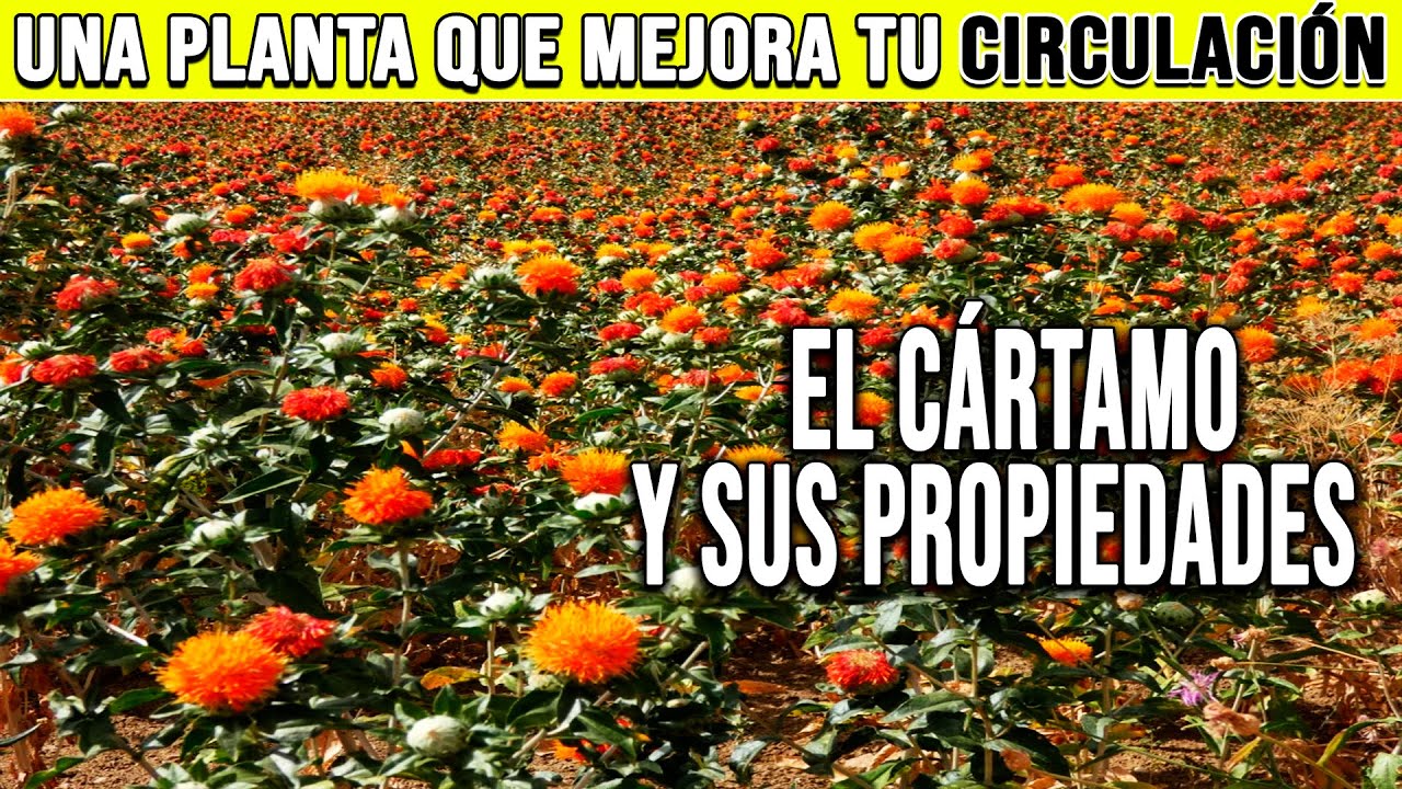 EL CÁRTAMO, UNA PLANTA QUE MEJORA TU CIRCULACIÓN SANGUÍNEA