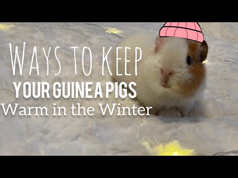 Ways To Keep Your Guinea Pigs Warm In The Winter | Collab With Evelyn’s Animals