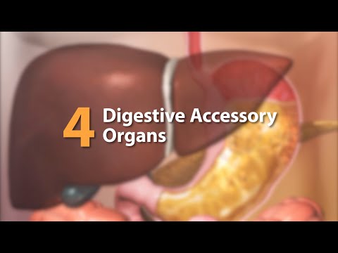 Visible Body | Accessory Glands and Organs That Facilitate the Process of Digestion
