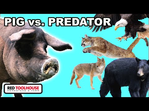 Are PREDATORS an Issue for PASTURED PIGS??