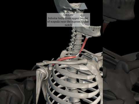Omohyoid muscle with origin insertion #anatomy #1styearmbbslectures #education365degree #3d