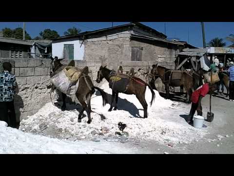 donkey parking