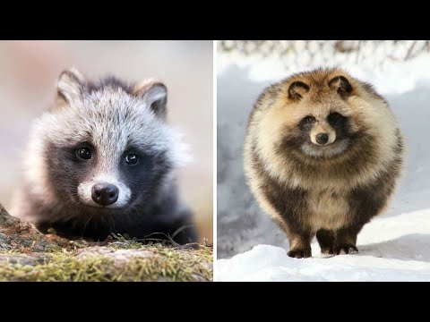 Raccoon Dog 🦝 Is It a Dog or a Raccoon?