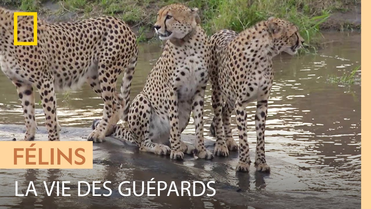 Les grandes étapes dans la vie d'un guépard