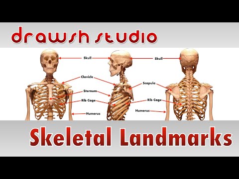 The Parts of the Skeleton and Boney Landmarks