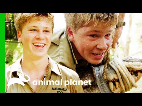 Robert Irwin Head-Jumps His Biggest Croc Ever! | Crikey! It's The Irwins
