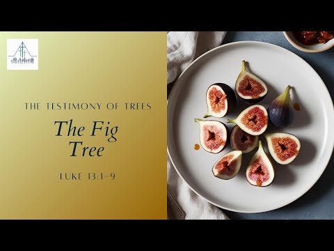 The Fig Tree – Tawa Baptist