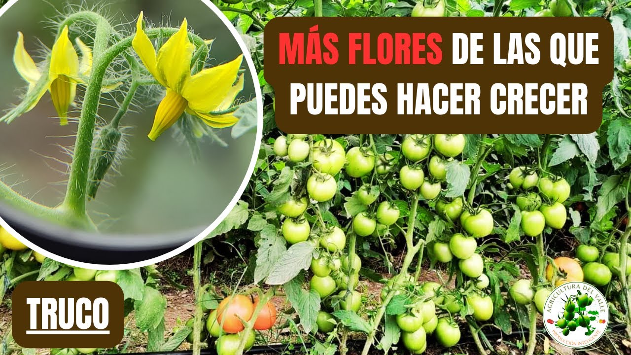 Powerful Blend for More Flowers, TOMATO GROWING - BIOSTIMULATION