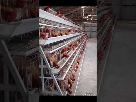 Simple Battery Cage System for Poultry Production #hen #chicken #shorts