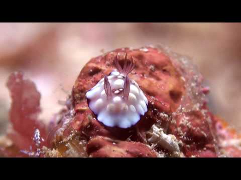 Sorong To Triton Bay on the Damai
