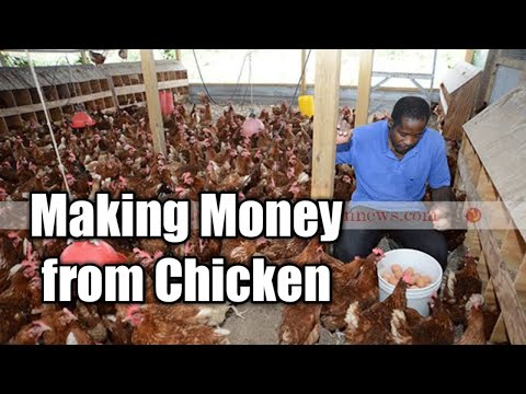 Making Money from Chicken Farming. How to Improve your Kienyeji Chicken Farm.