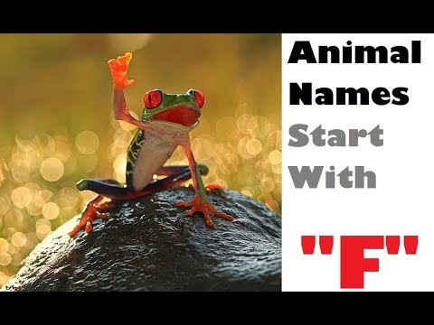 NAME AN ANIMAL THAT STARTS WITH THE LETTER "F" | Animal Names | Nursery Learning | Kids Corner