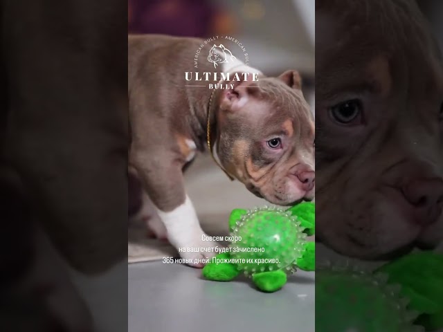 Ultimate Bully Charlotte - щенки питомника Ultimate Bully