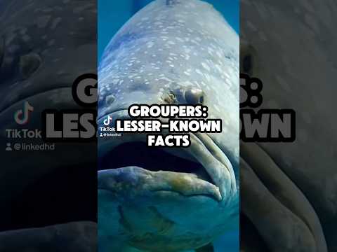 Lesser-Known Facts About Grouper Fish #grouper #fish #fishing #facts #nature