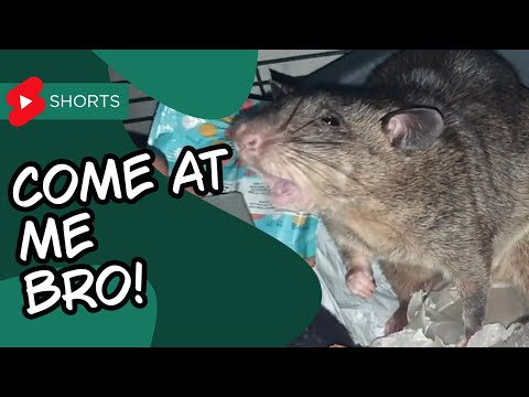 Gambian Pouched Rat Tries to be Aggressive... But Fails Miserably.