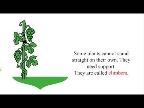 Grade 1 Science - Types Of Plants
