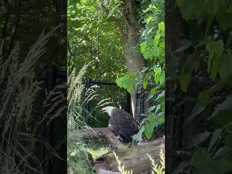 Bald eagle laughing