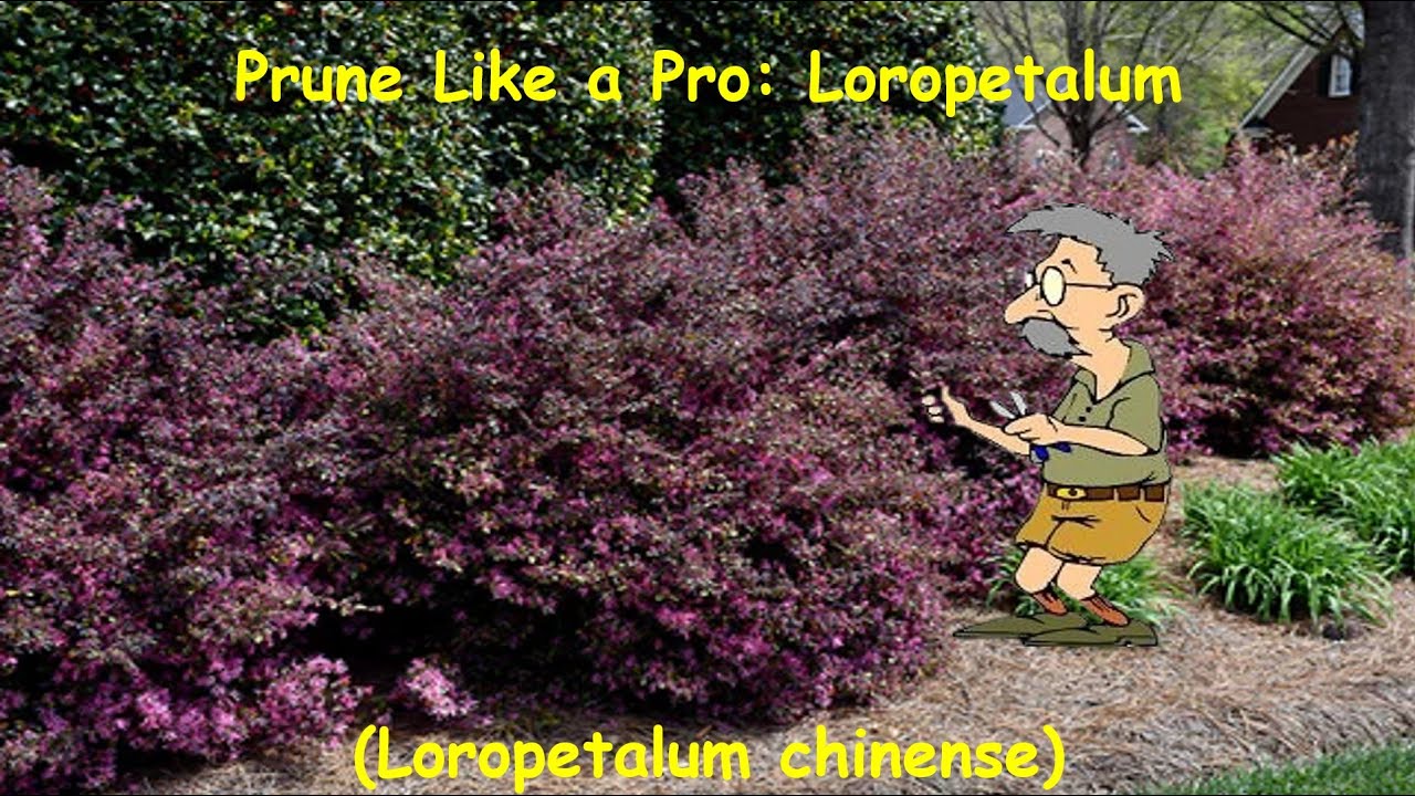Prune Like a Pro:  Loropetalum