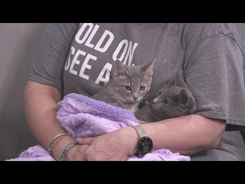 Sponsored Content: Shelter Spotlight: Simone, Sylvie, Simon, & Shepherd