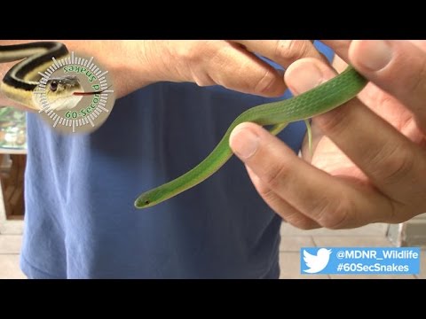 60-Second Snakes: Smooth Green Snake