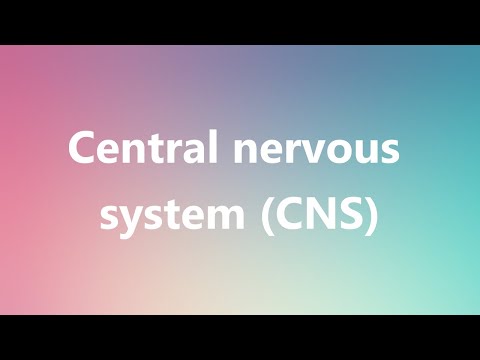 Central nervous system (CNS) - Medical Meaning and Pronunciation