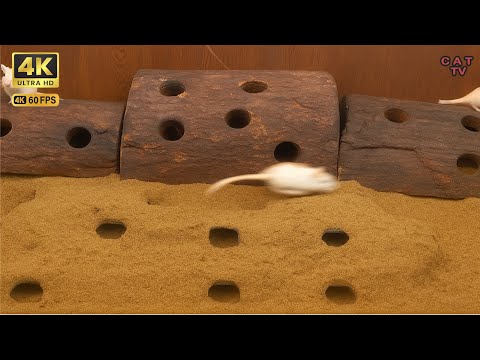 Cat TV for cats to watch mouse playing ,climbing and hide & seek game 4k UHD 3 hours