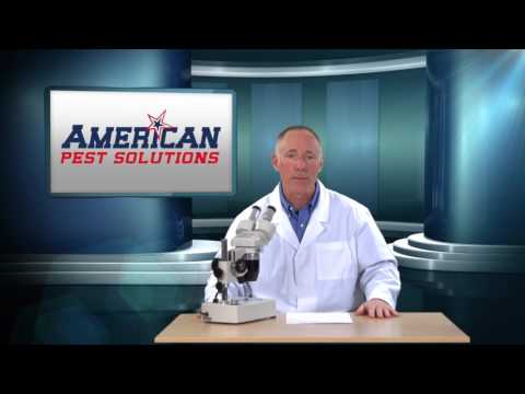 Pestguard from American Pest Solutions 413pestfree.com