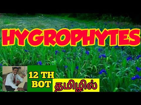 HYGROPHYTES | TAMIL | ADAPTATIONS | PRINCIPLES OF ECOLOGY | STD 12 | TNSCERT